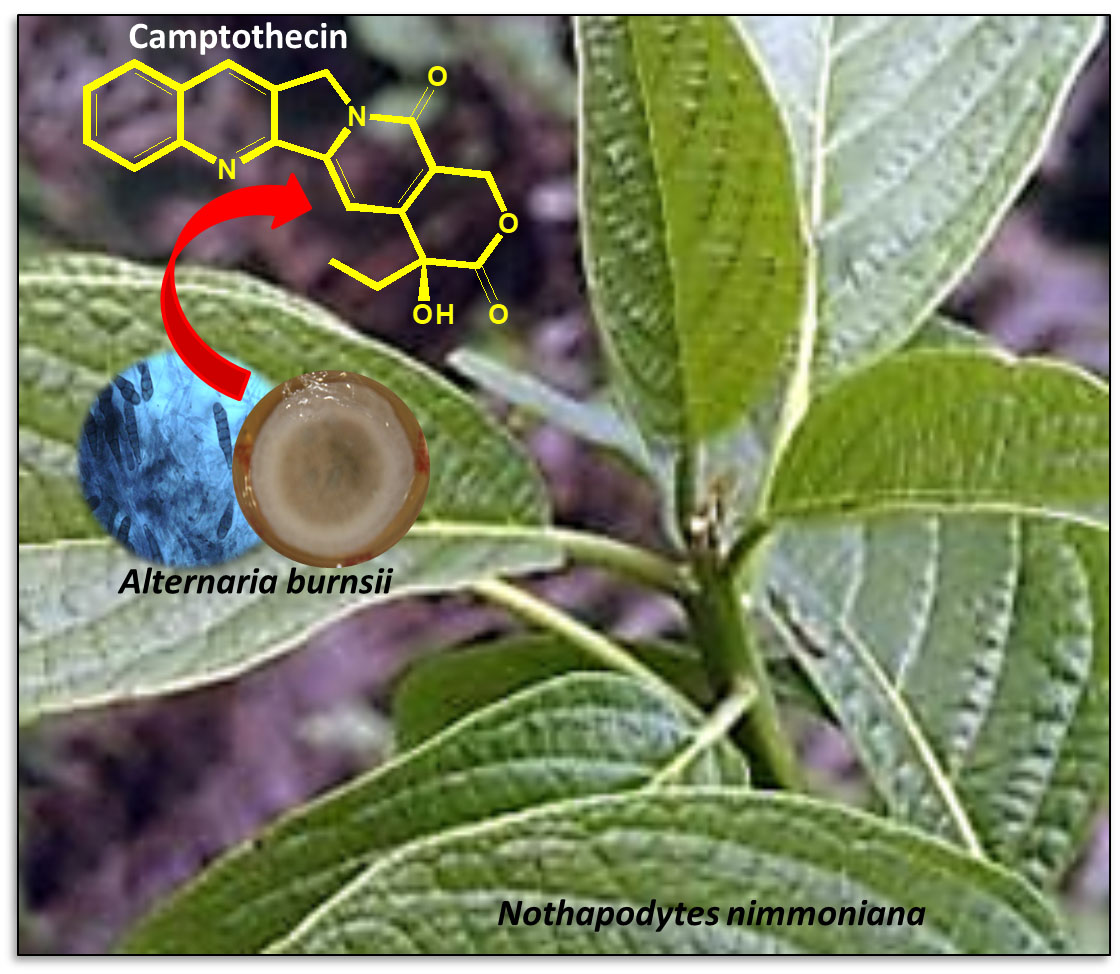 Sustainable, high-yielding alternative source for anti-cancer drug ...