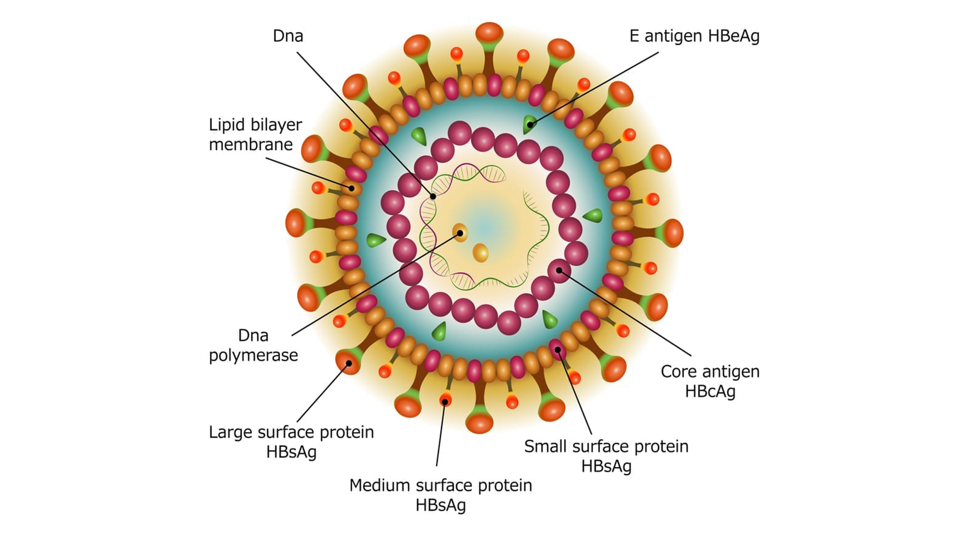 Hepatitis B Virus Structure