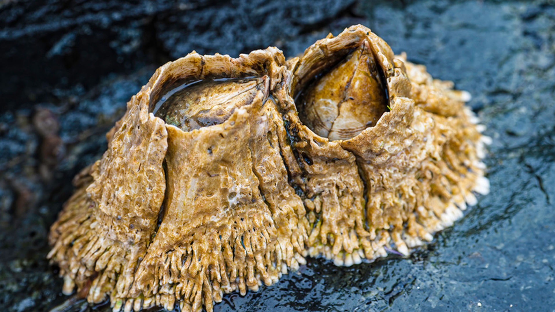 Axio Biosolutions gets FDA nod for Ax-Surgi surgical hemostat ...