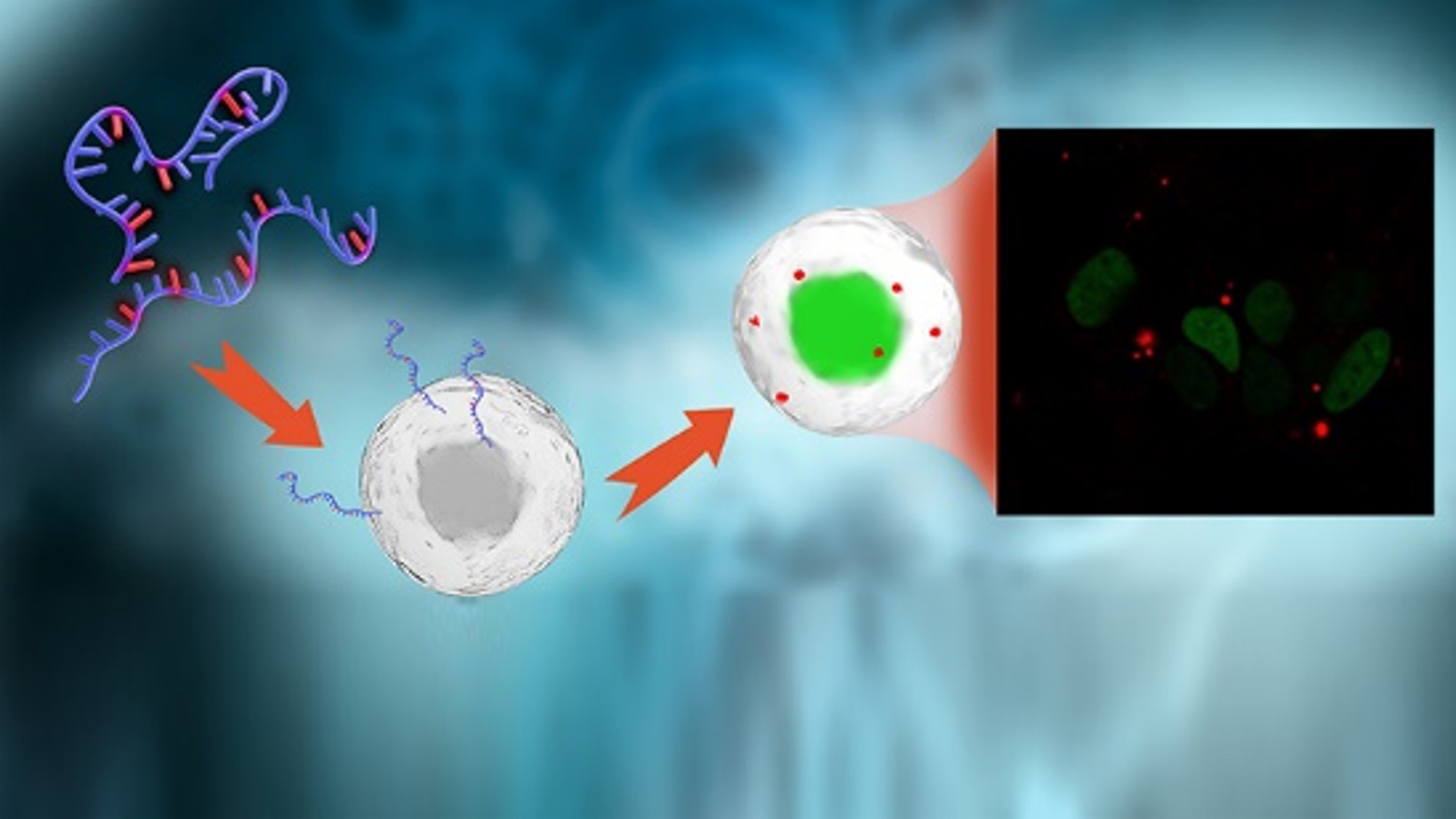 Pharma and Biotech to highly invest in RNA therapeutics to expedite R&D ...
