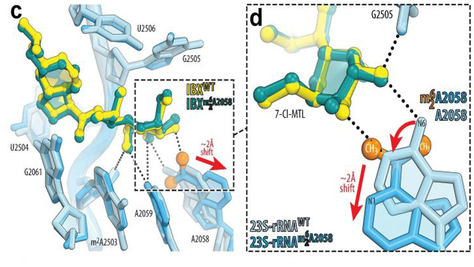 New ribosome-targeting antibiotic acts against drug-resistant bacteria ...