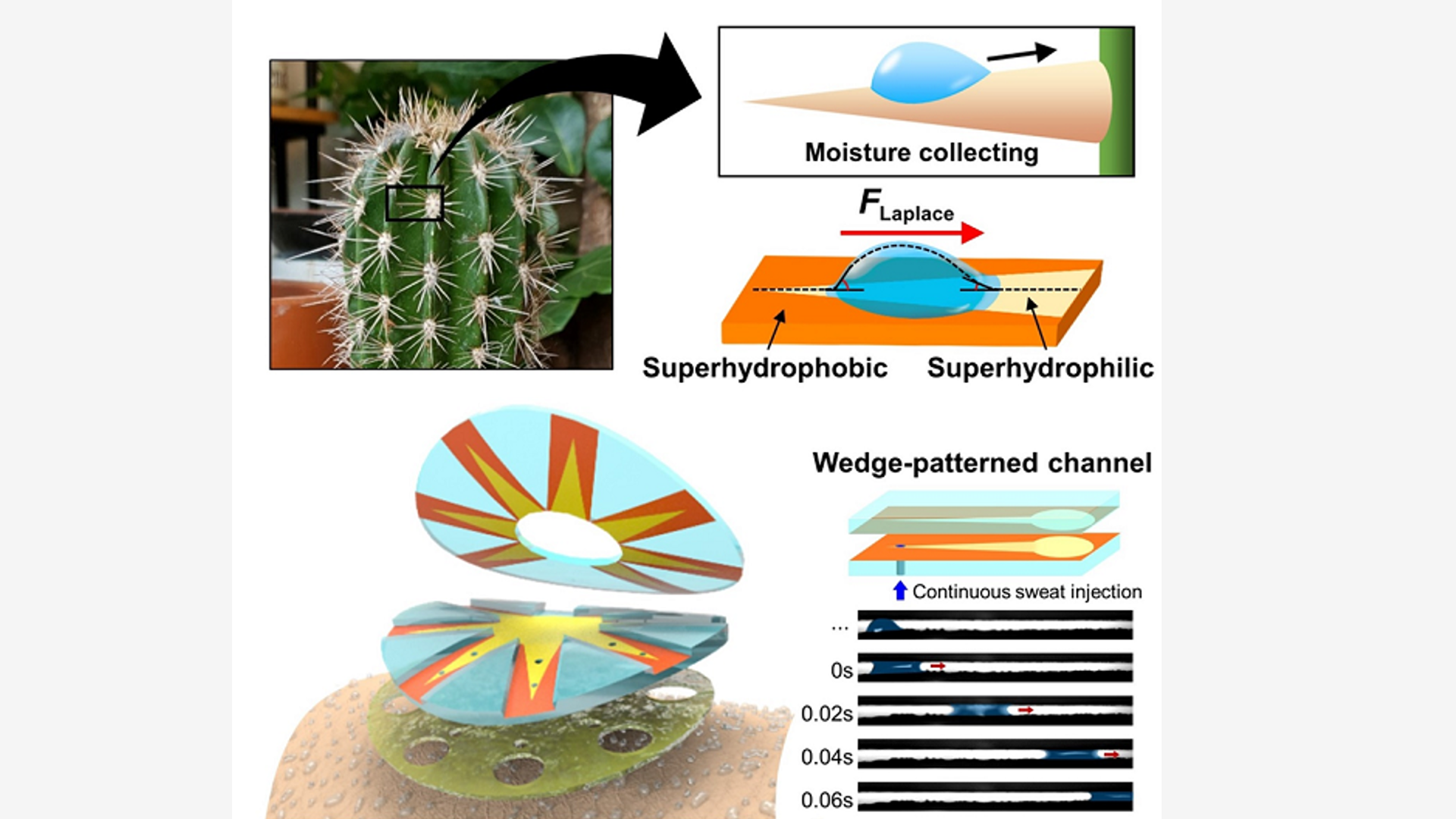 Sweat-collecting patch inspired by cactus spines - Healthcare Radius