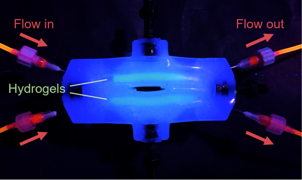 Synthetic tissue can repair hearts, muscles, and vocal cords ...