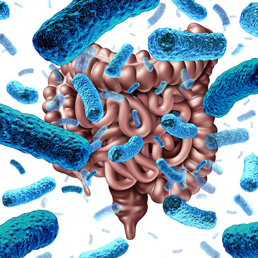 Scientists at Israel’s Weizmann Institute of Science discovered that gut microbes may drive ...