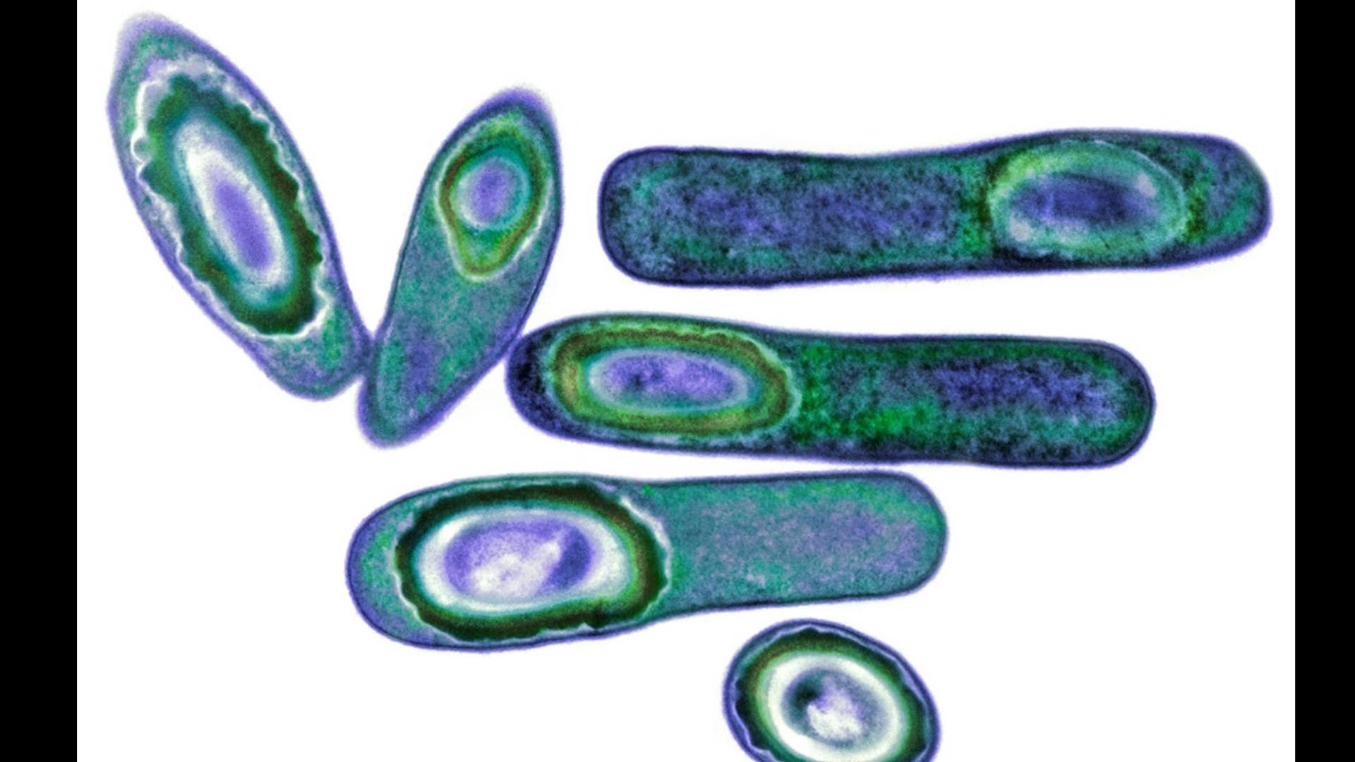 Pill derived from human faeces treats recurrent gut infections ...