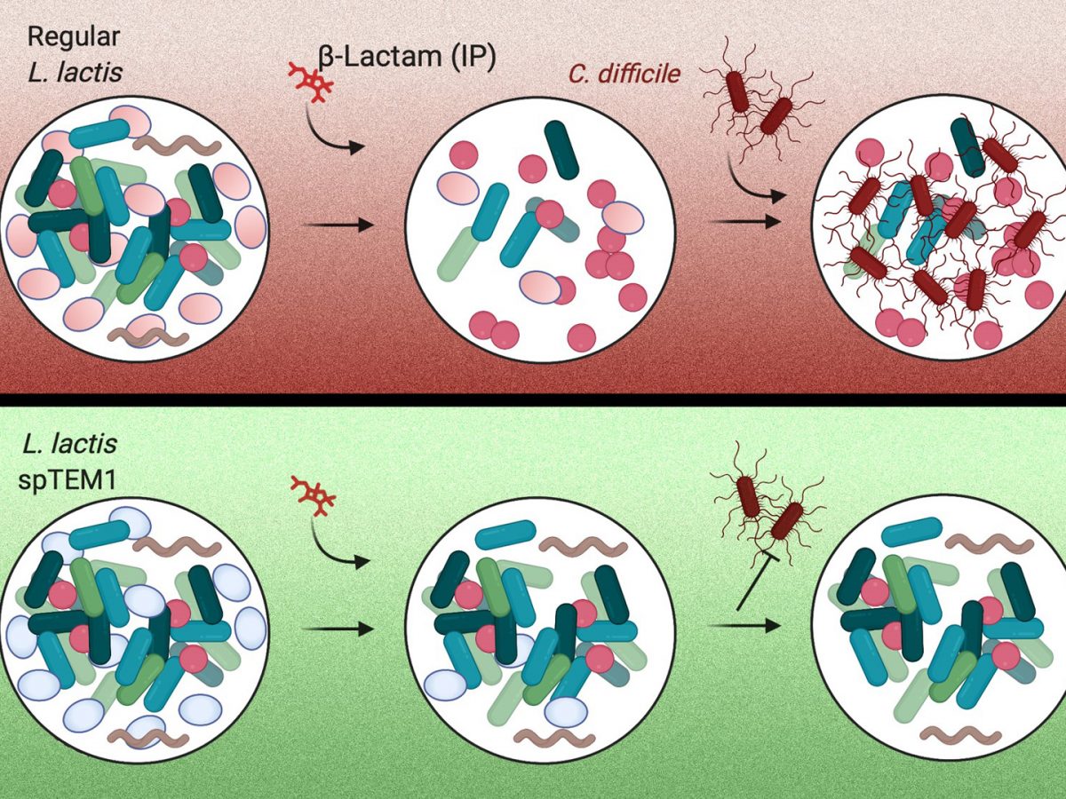 Engineered bacteria could help protect “good” gut microbes from ...