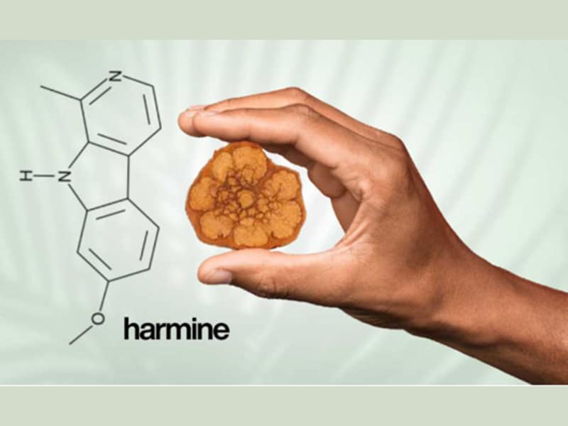 Mining Harmine for its potential towards the expansion of β-cell mass ...