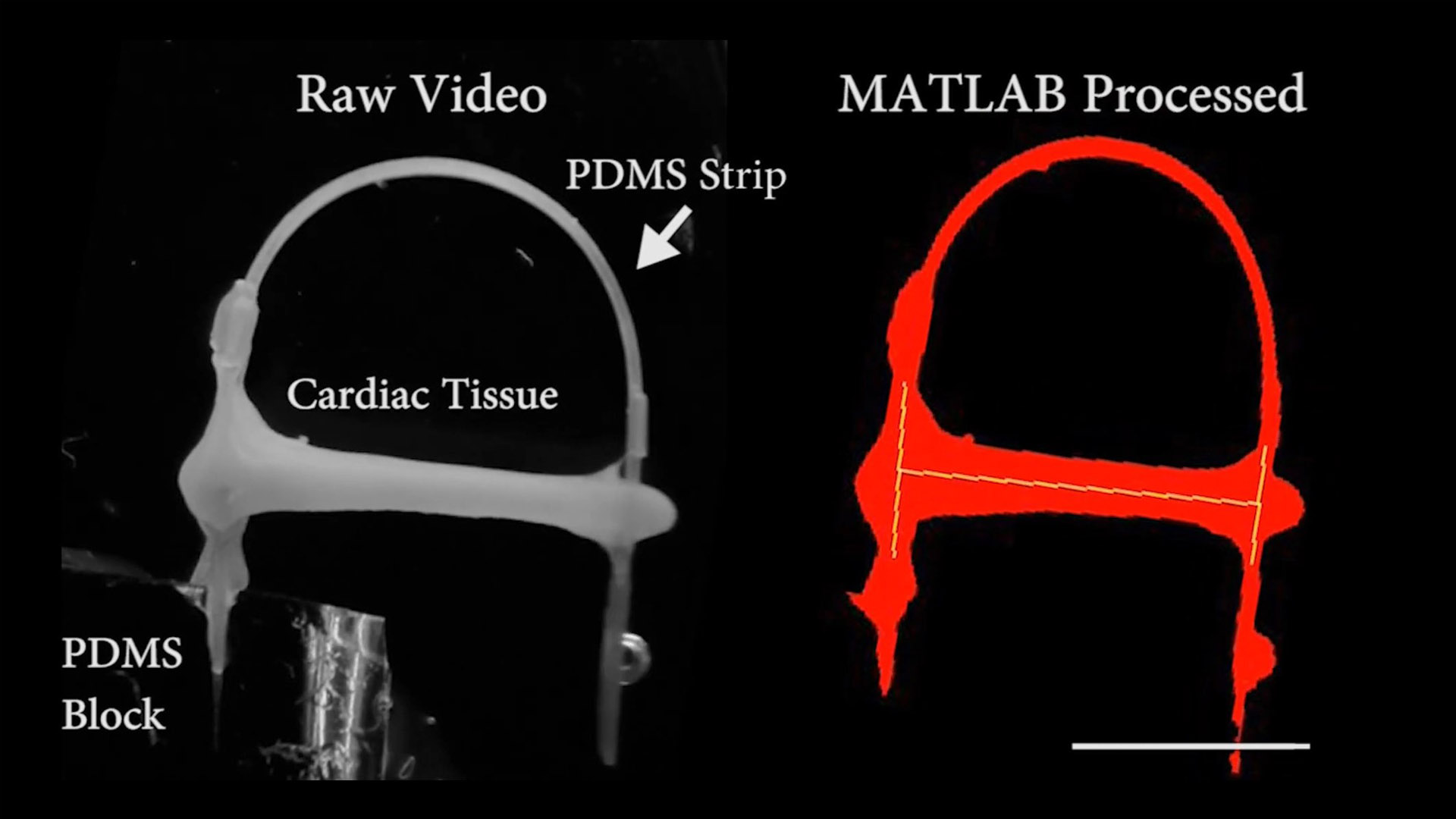 Dynamic heart model advances engineered heart tissue tech - R&D ...